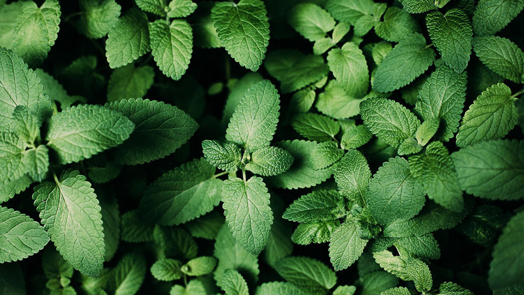 En caso de síntomas persistentes o dudas sobre tratamientos y ...