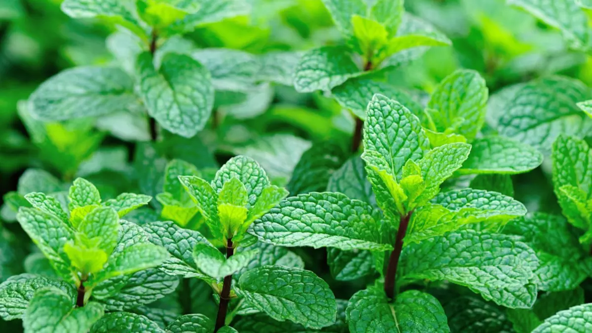 Para qué sirve la menta: Descubre sus beneficios medicinales | Enterokan®